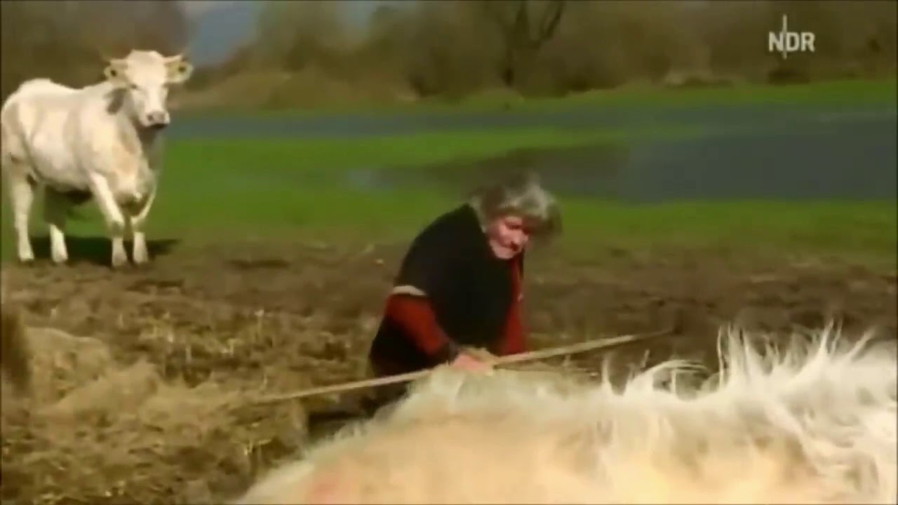 Bauer Herrmann - Meme - YouTube