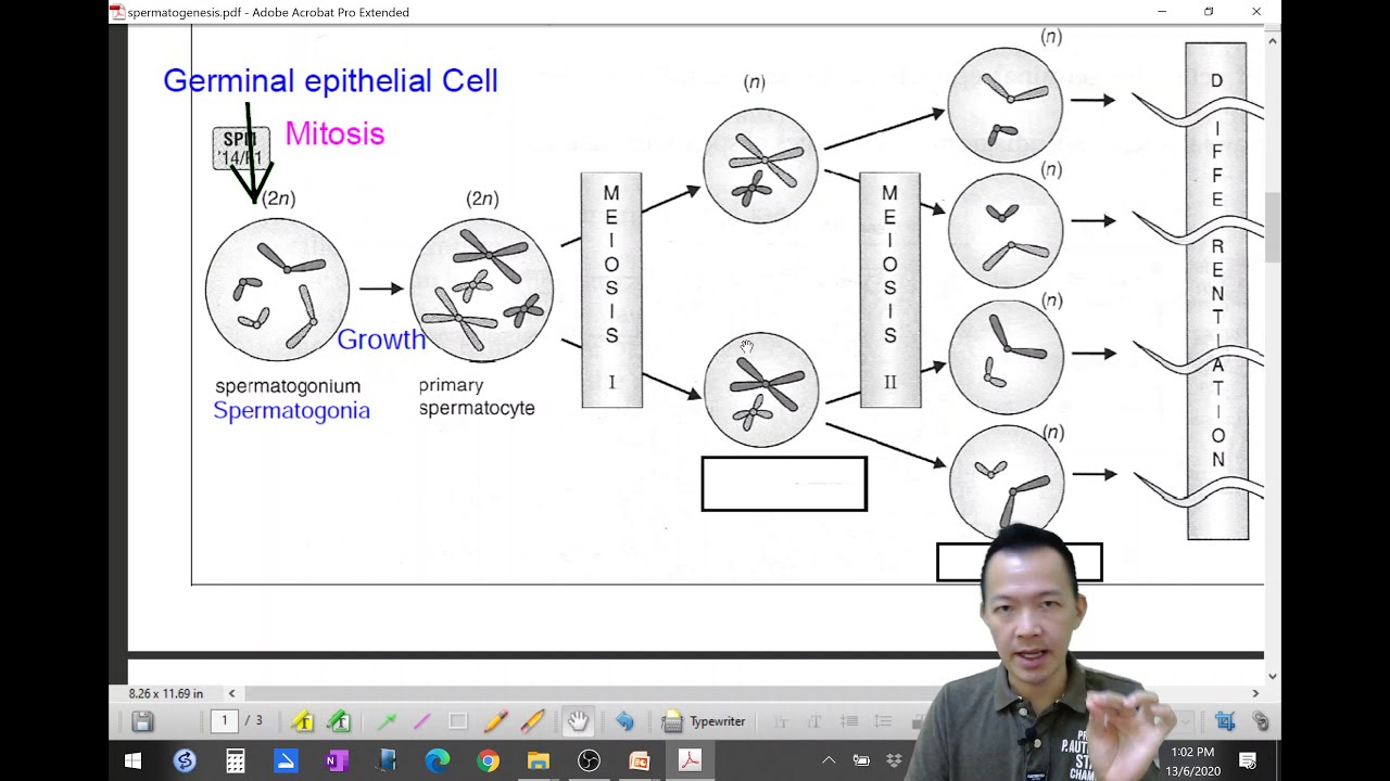 Form 4 Bio Chapter 15 Spermatogenesis 2 - YouTube