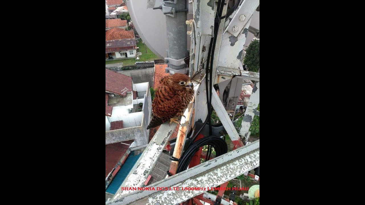 SRAN NOKIA DCS LTE 1800MHz Lembah Hijau - YouTube