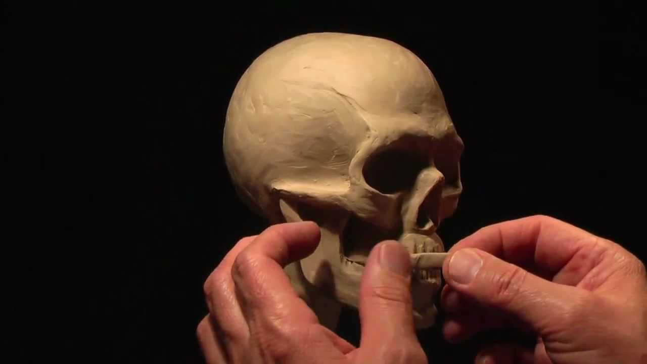 Sculpting a Human Skull in Clay_part-2 - YouTube