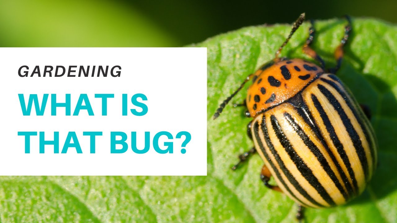 Bad Garden Bug Picture Identification