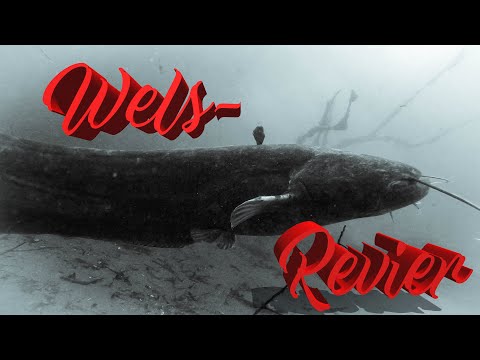 Welsrevier