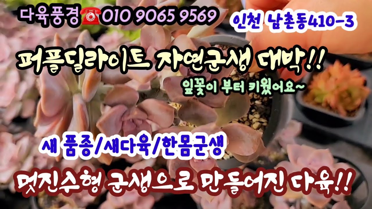 월요풍경데이 새품종으로 군생다육 잎꽃이로 보랏빛 자구많은 자연군생 퍼플딜라이트 대박 멜로디 레드다이아몬드펄군생 씨에라