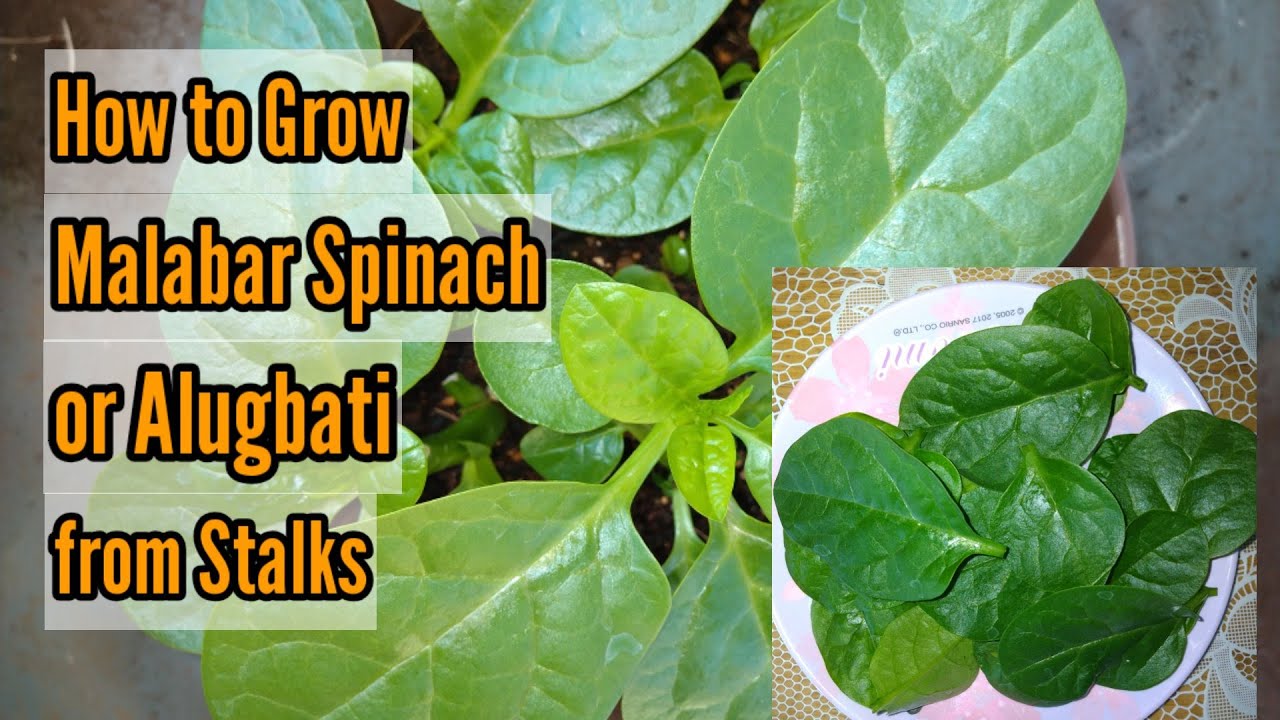 How to Grow Malabar Spinach or Alugbati from Stalks/Plants to Harvest ...