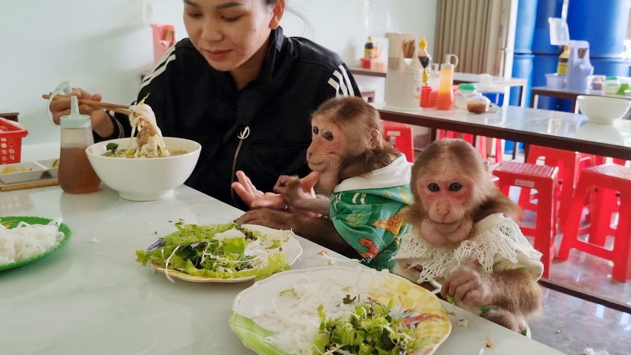 Two Mimi Kuku monkeys are two special small bodied guests of the pho ...