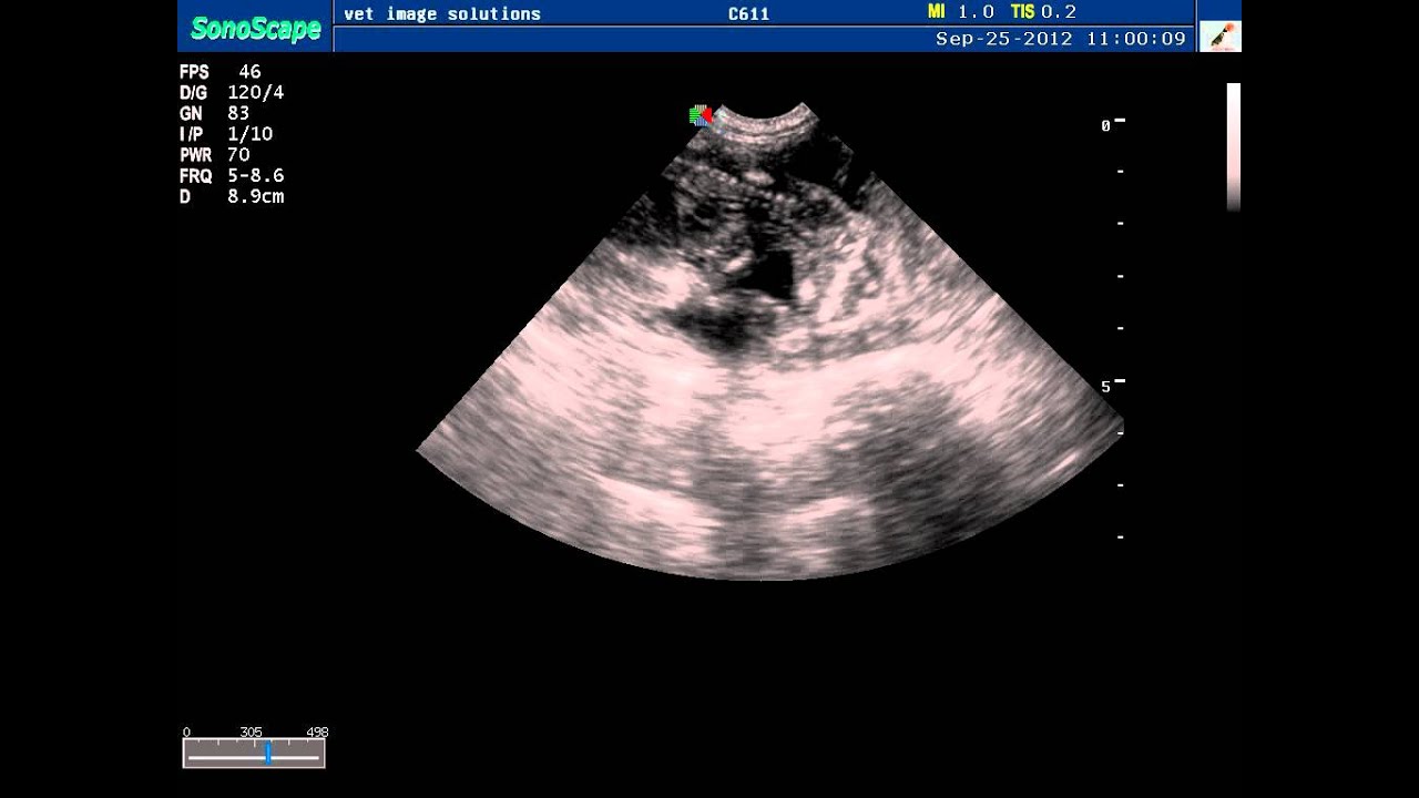 Canine pregnancy ultrasound scan - puppy in amniotic fluid - YouTube