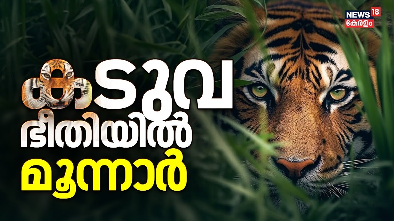 Munnar Tiger Attack | 'കടുവ ഭീതിയിൽ മൂന്നാർ' 3 കടുവകളെ തൊഴിലാളികൾ കണ്ടു ...