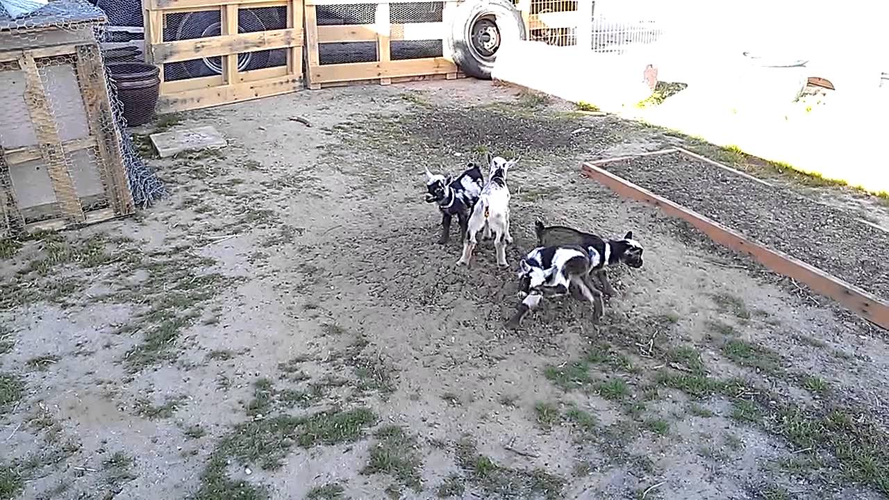 Baby Goats Prancing!!! - YouTube