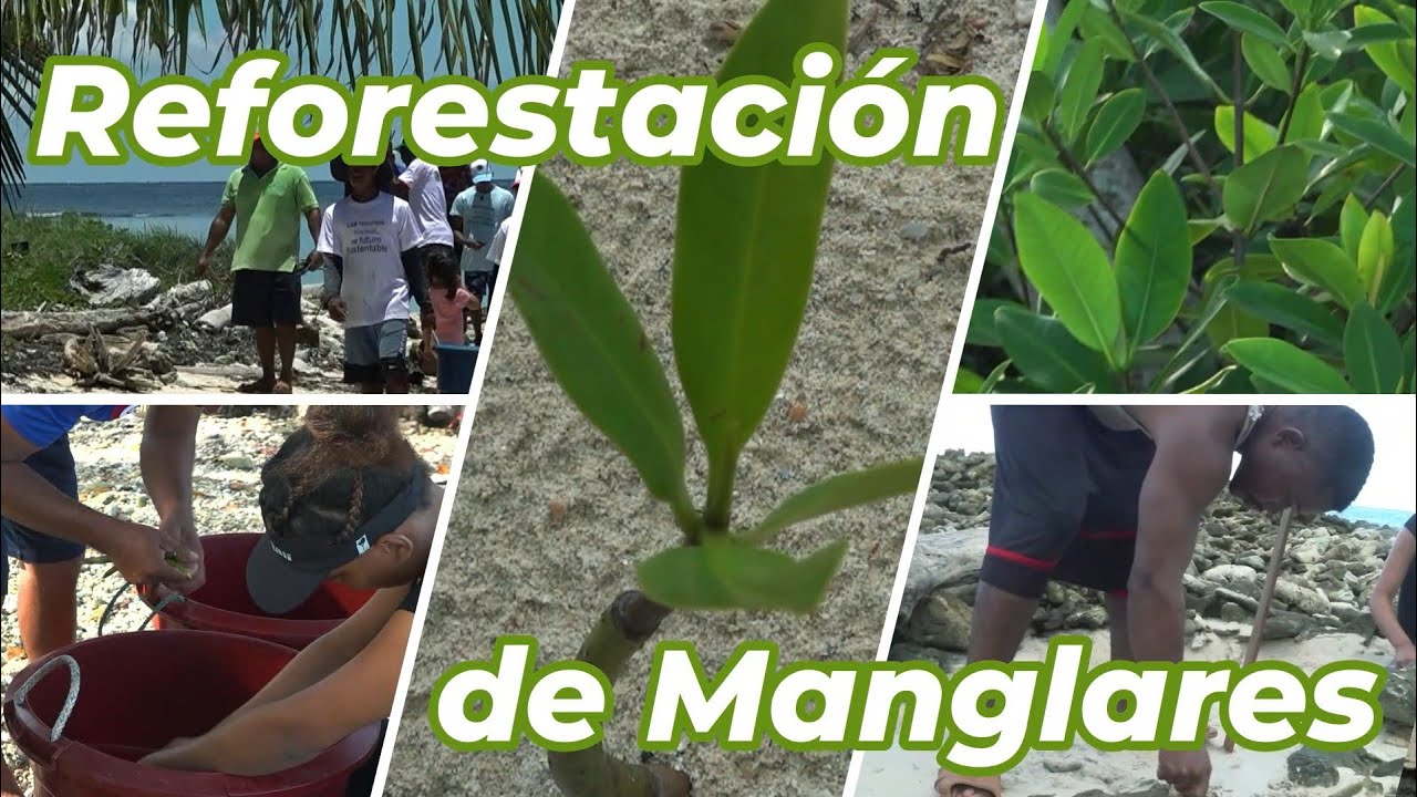 𝑹𝒆𝒇𝒐𝒓𝒆𝒔𝒕𝒂𝒄𝒊ó𝒏 𝒅𝒆 𝑴𝒂𝒏𝒈𝒍𝒂𝒓𝒆𝒔 - YouTube