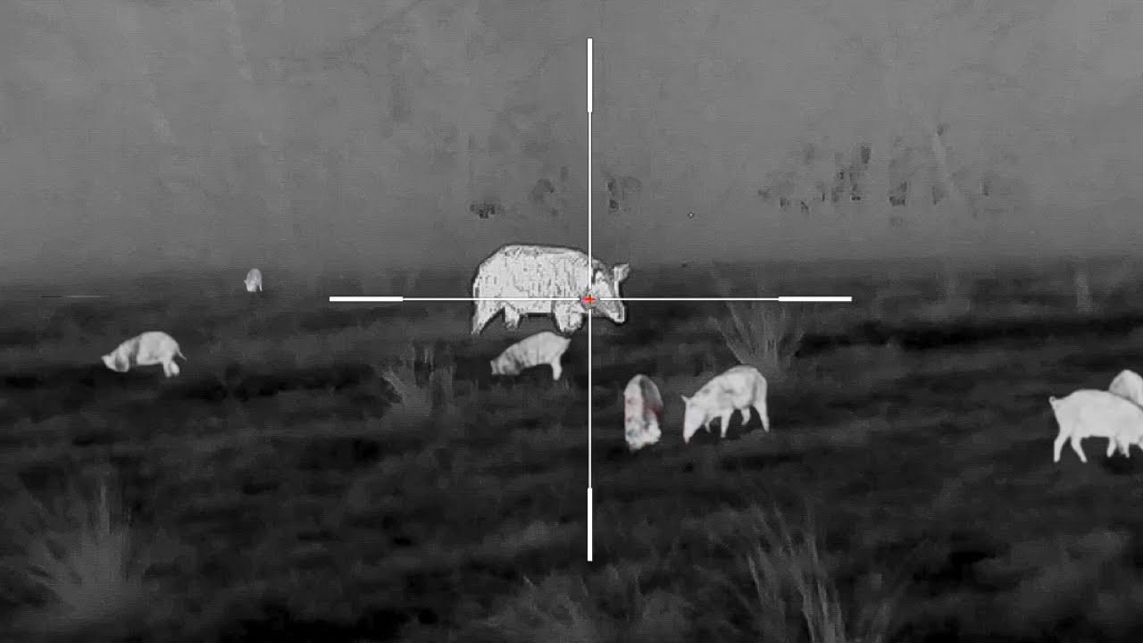 Texas Thermal Hunting | Sig Sauer Echo SV50 LRF - YouTube