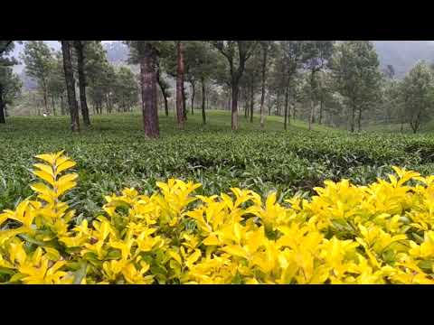 Trip Mode | Waterfalls Tea Estate Valparai - YouTube