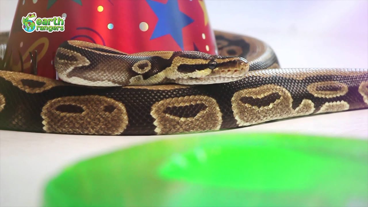 100,000 Earth Rangers Celebration - YouTube