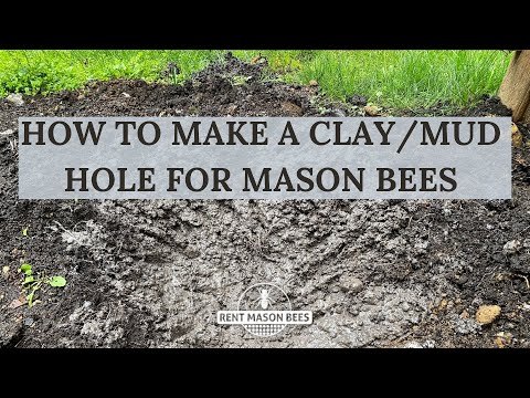 How Do Mason Bees Find Mud