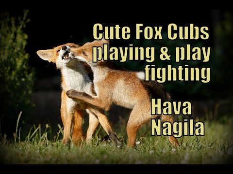 Cute and Adorable #Fox cubs Playing and Play Fighting to Hava Nagila ...