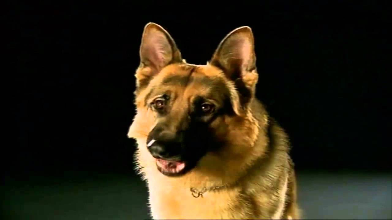 Comisario Rex Temporada 5 Intro Latino HD - YouTube