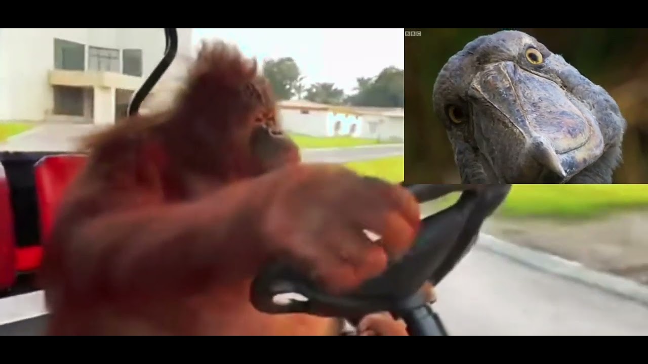 what the monke doin? - YouTube