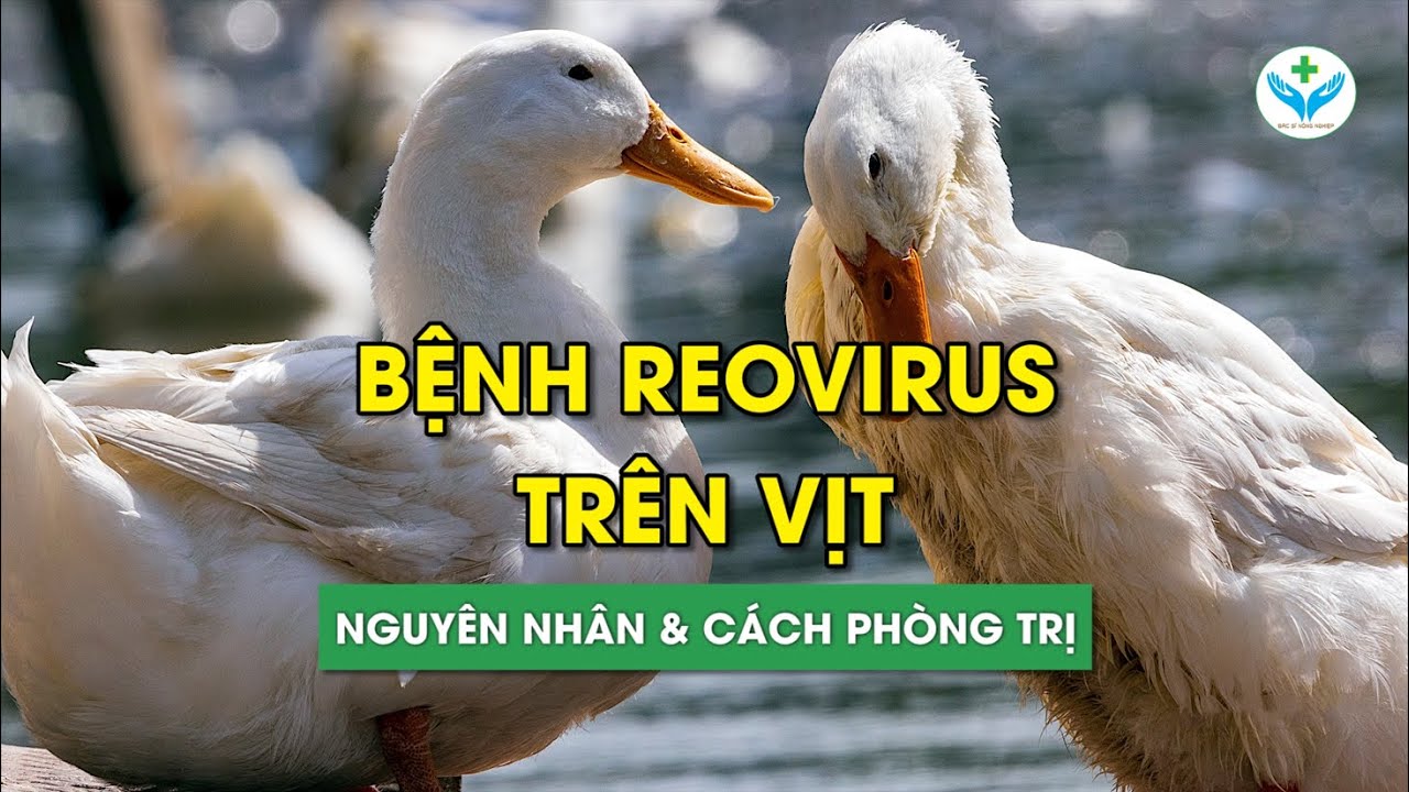 Bệnh Reovirus trên vịt: Nguyên nhân & Cách điều trị┃Reovirus disease in ducks┃Agridoctor.vn ...