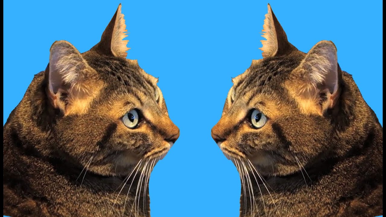 Sparta Watches Mean Kitty YouTube sparta-watches-mean-kitty-youtube
