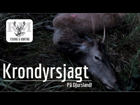 Krondyrsjagt - På Djursland | Hunting red deer in Denmark - YouTube