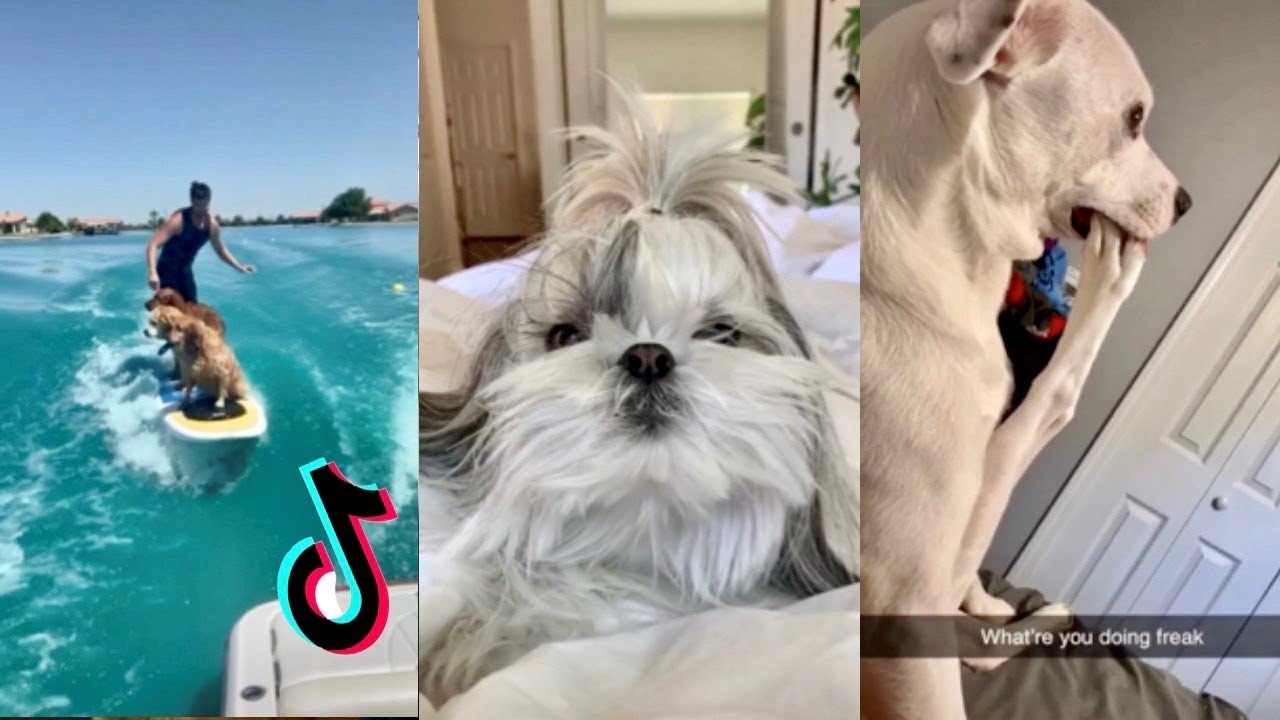 Funny & Cute DOGS of TikTok Compilation 2020 #2 - try not to laugh ...