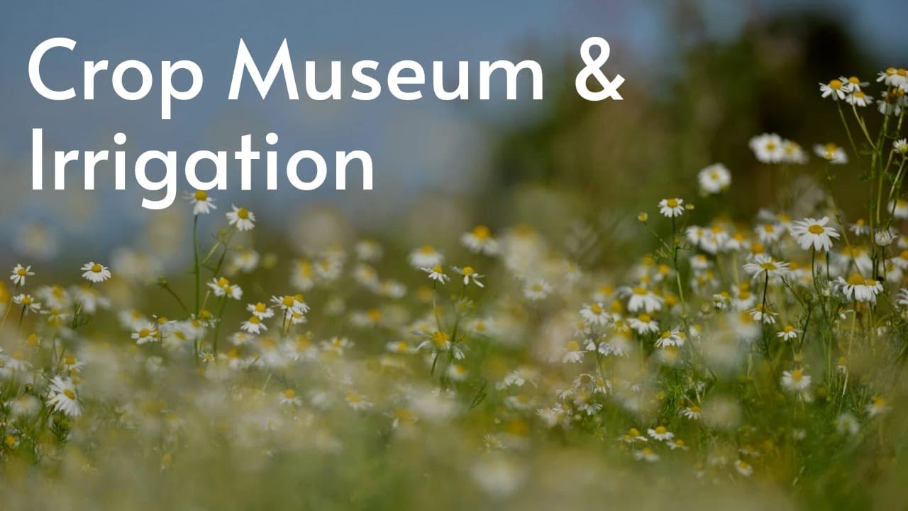 Crop Museum Layout preparation & Irrigation.🎋 - YouTube