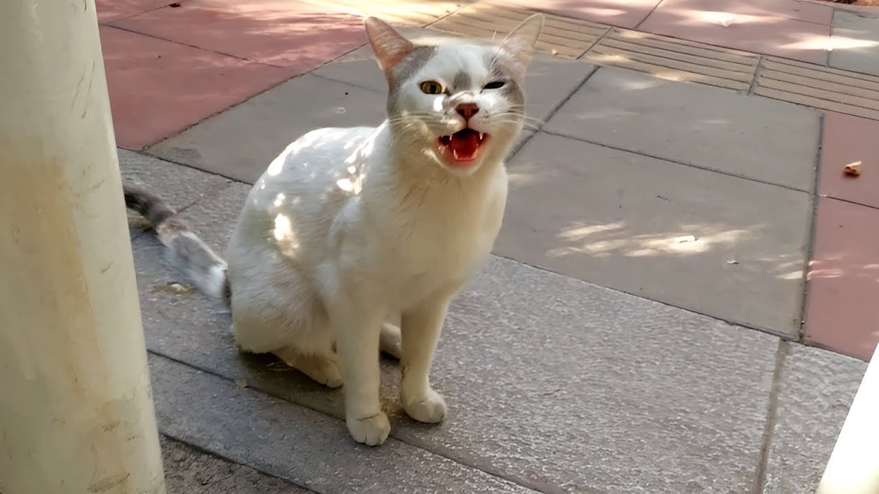 White Cat Angry at the Presence of Another Cat - YouTube