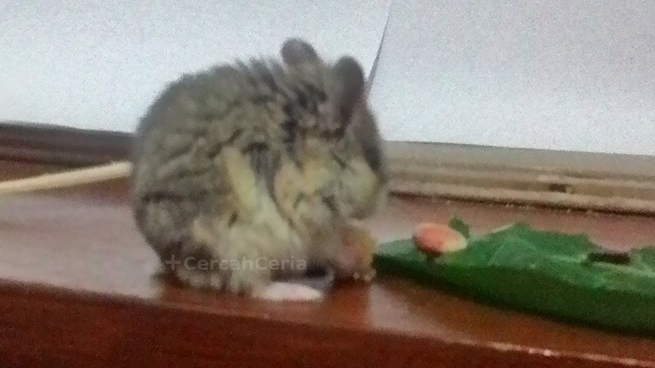 Hamster Eating Rice (Cooked) - YouTube
