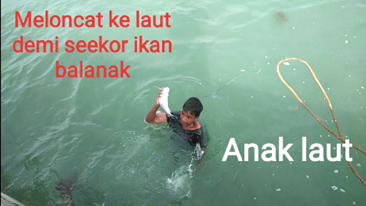 Anak ini lompat ke laut demi seekor ikan - YouTube