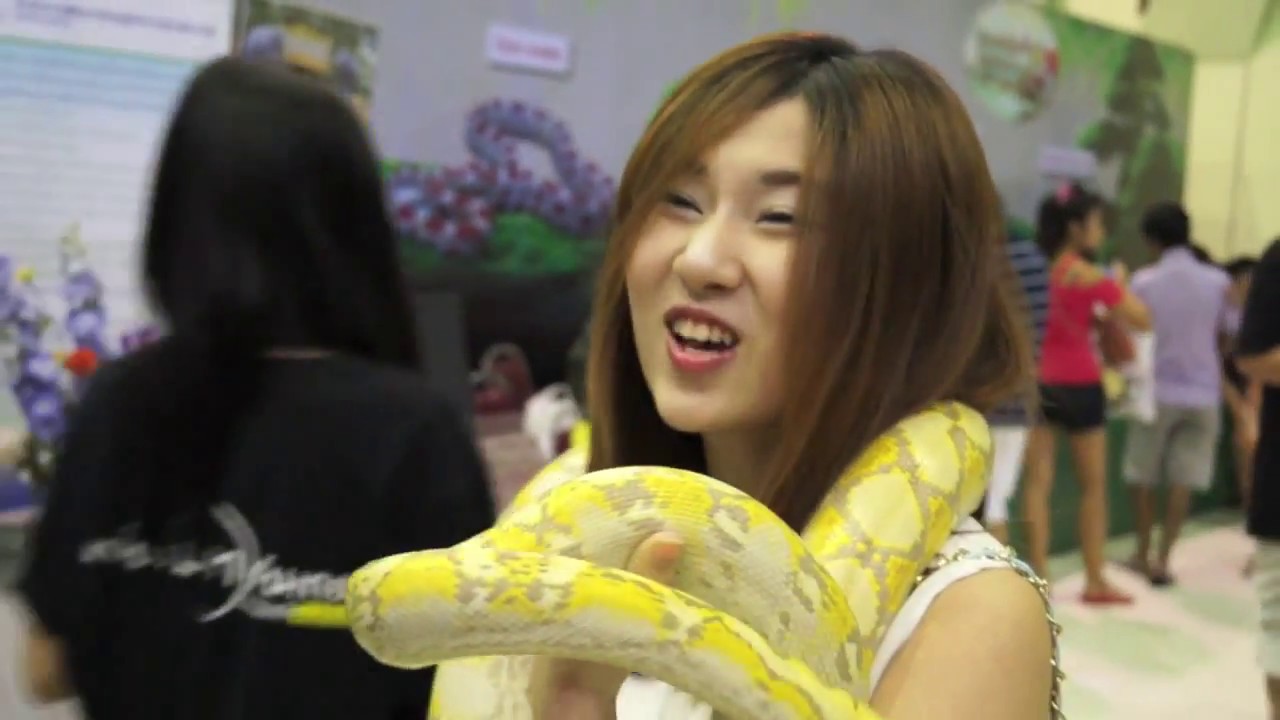 Cute Thai girl playing with reticulated python - YouTube
