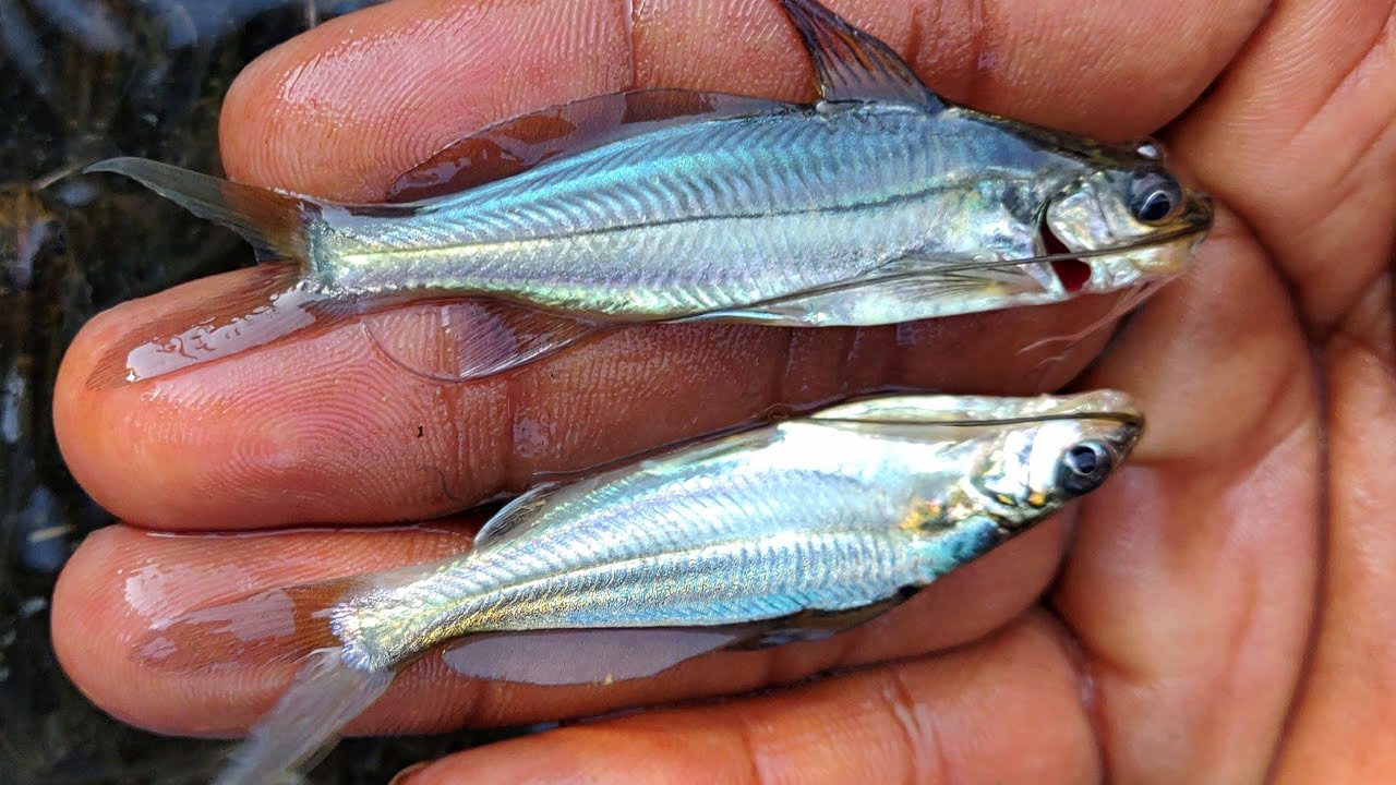 ১ কেজিতে ৬০০ পিচ গুলশা মাছের পোনা | মোবাইল-01713529879 | gulsha fish ...