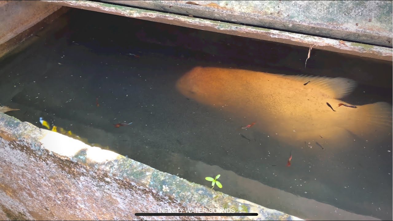Fish Pond Sound | Sound effects | Meditation music | Water sound for ...