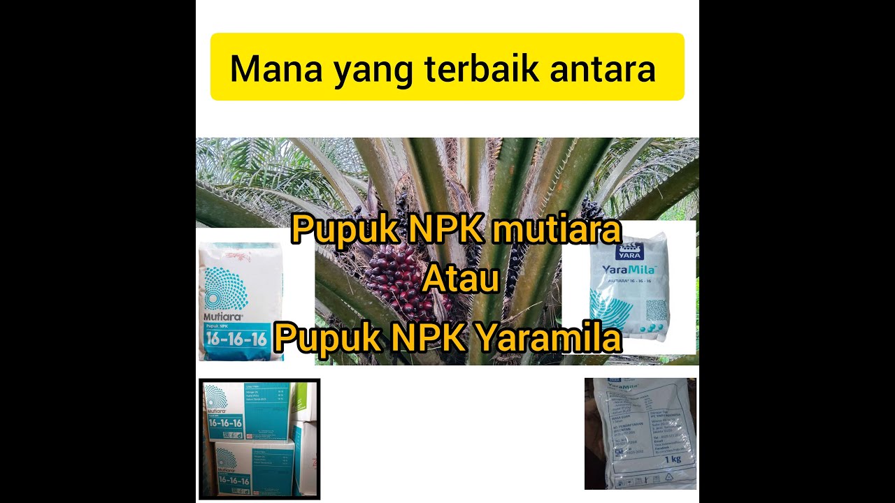 Perbandingan Pupuk NPK Mutiara Dengan Pupuk NPK Yaramila - YouTube