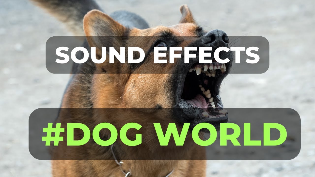 DOGS BARKING | Best Sound Effects - YouTube