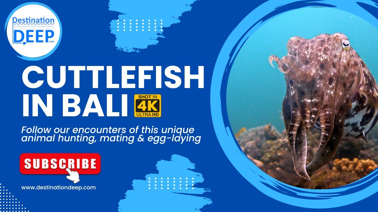 Bali Cuttlefish Hunting, Mating & Egg-laying - Short Documentary in 4K ...