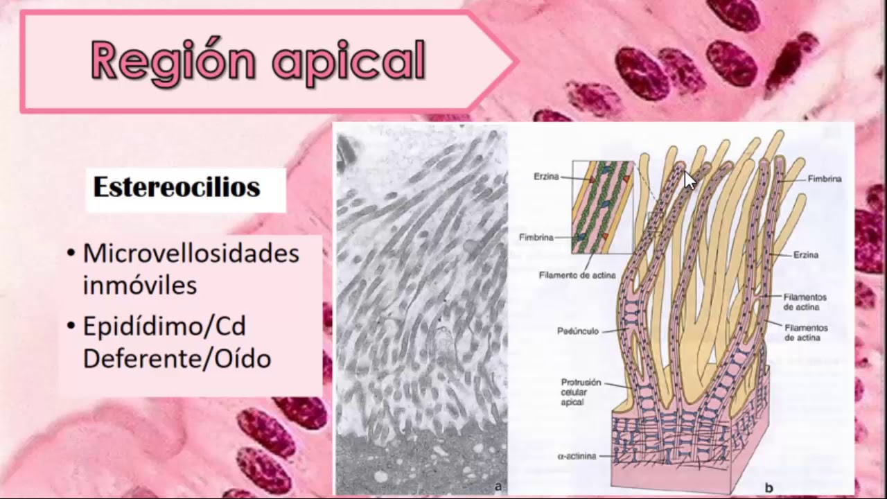 Tejido Epitelial - Segunda Parte - YouTube