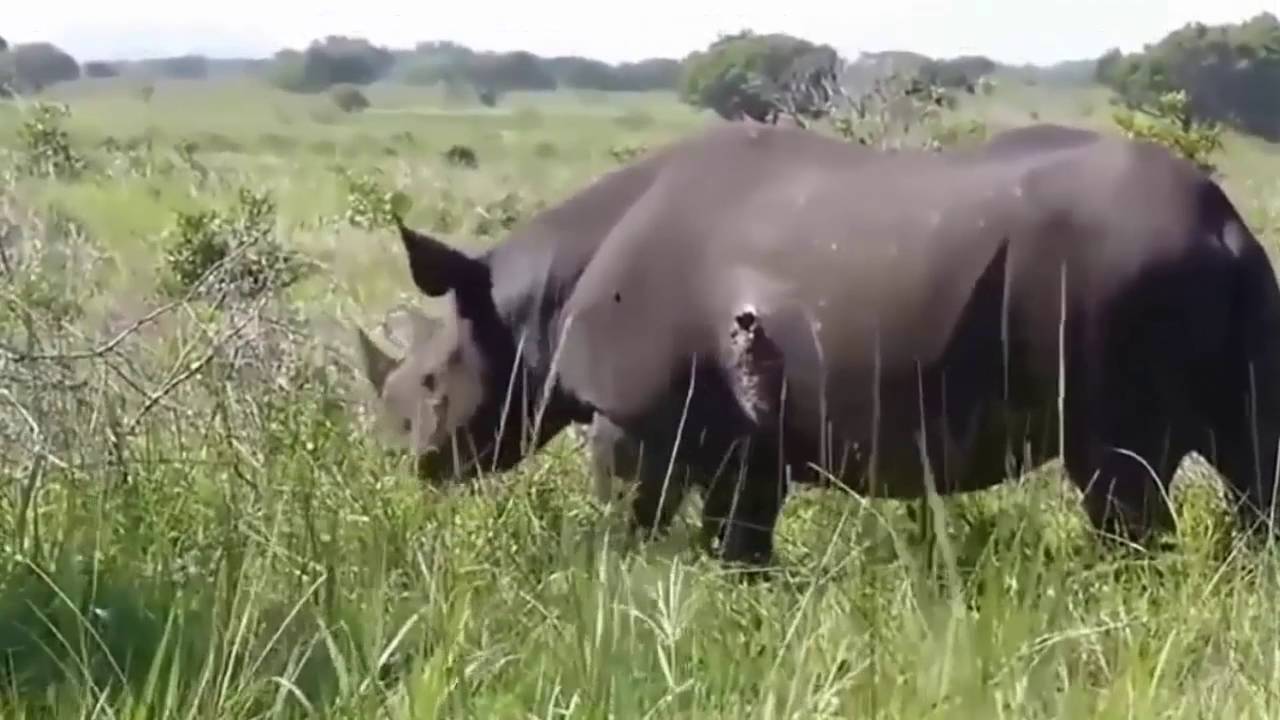 Legendary Battle Rhino | Rhino VS Buffalo - Wild Animals Attack ...
