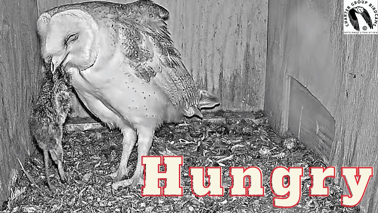 Down the hatch: Barn owl swallows a rat. - YouTube