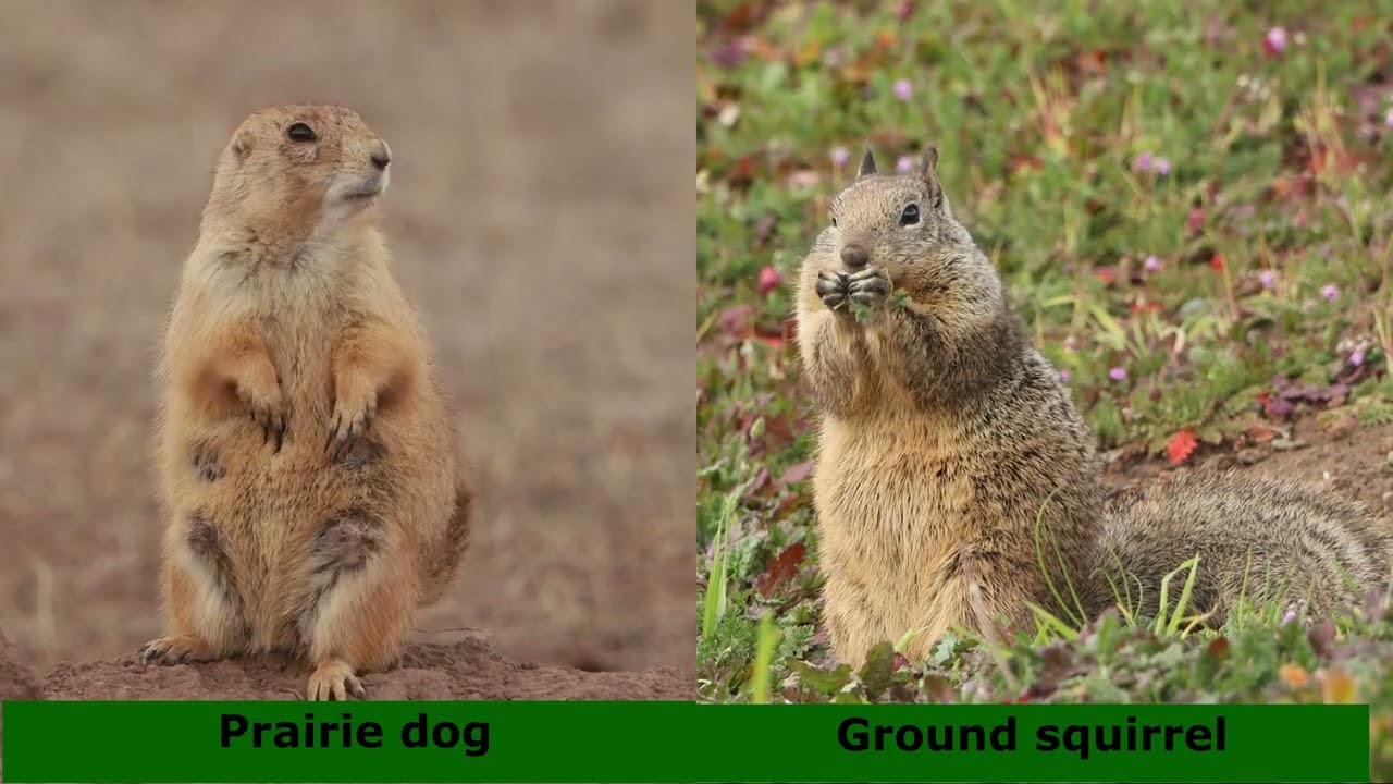 Are Prairie Dogs Squirrels