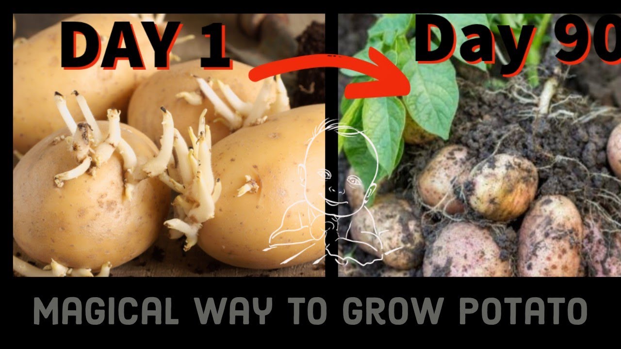 1 Plant 100 kg Potato#gardening#garden#nature#potato#grow#tipsandtricks ...