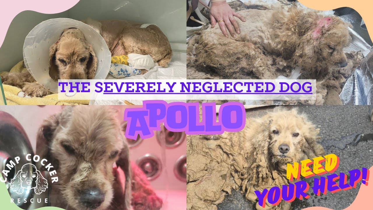 Apollo the severely neglected cocker spaniel needs a rescue village to ...