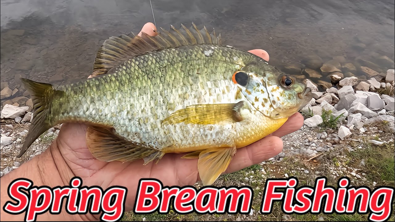 Spring Bream Fishing with the Fam - YouTube