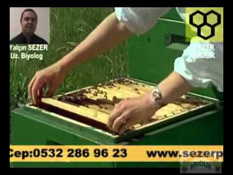 Türkçe_arıcılık_ videosu 1