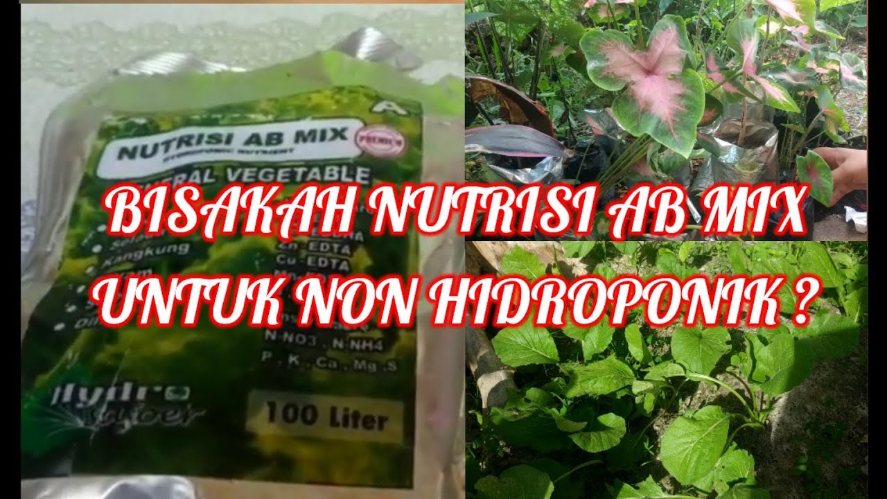 Cara Pemberian Nutrisi AB Mix Untuk Tanaman Non Hidroponik - YouTube