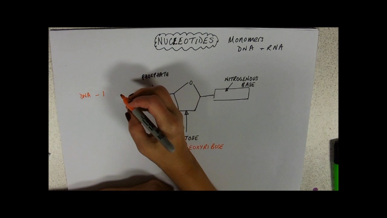 Nucleotides Youtube 0484