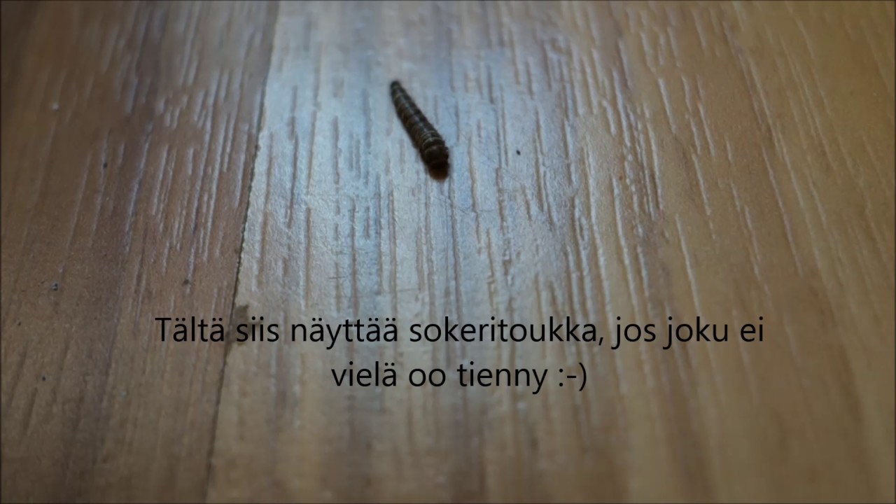 Sokeritoukka - YouTube