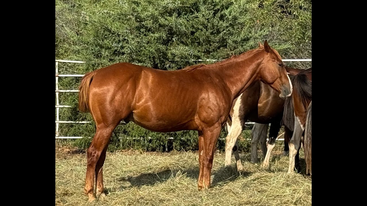 Smooth Dualen Cat - 2022 AQHA & APHA Colt - Free Movement - YouTube