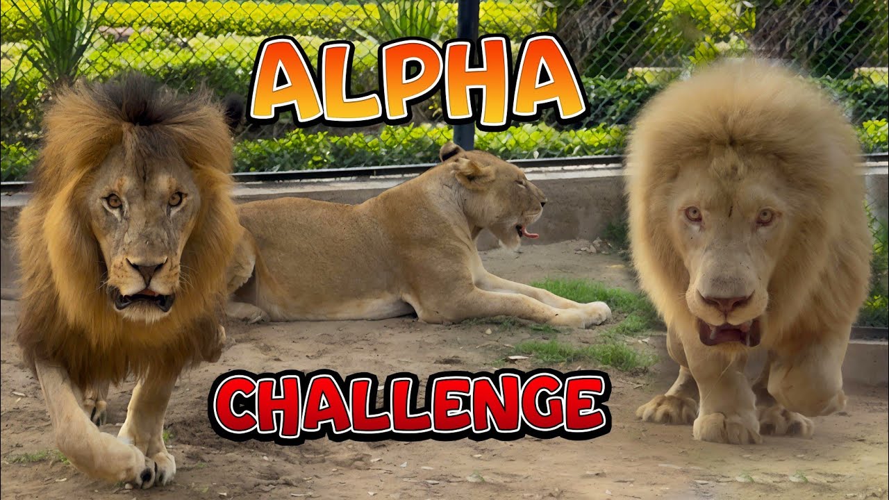 When two alphas collide only one can rule 🔥 | Tow Big Lions 🦁🦁 - YouTube