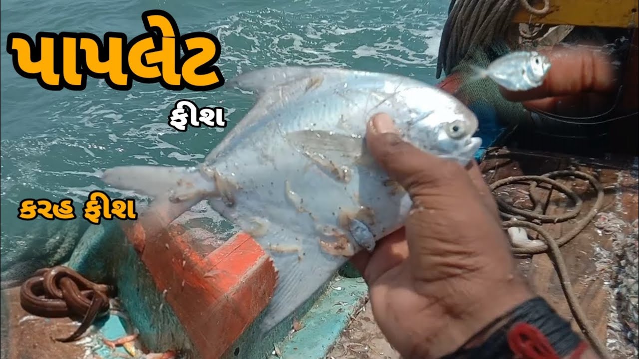 પાપલેટ ફીશ 🤔 // કરહ ફીશ 🤔 // Paplet fish 🐟 || karah fish 🐍🐍#minivlog # ...