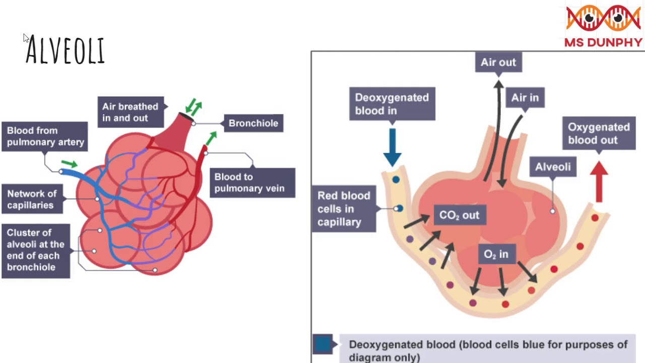 The Lung AQA GCSE Year 10 - YouTube