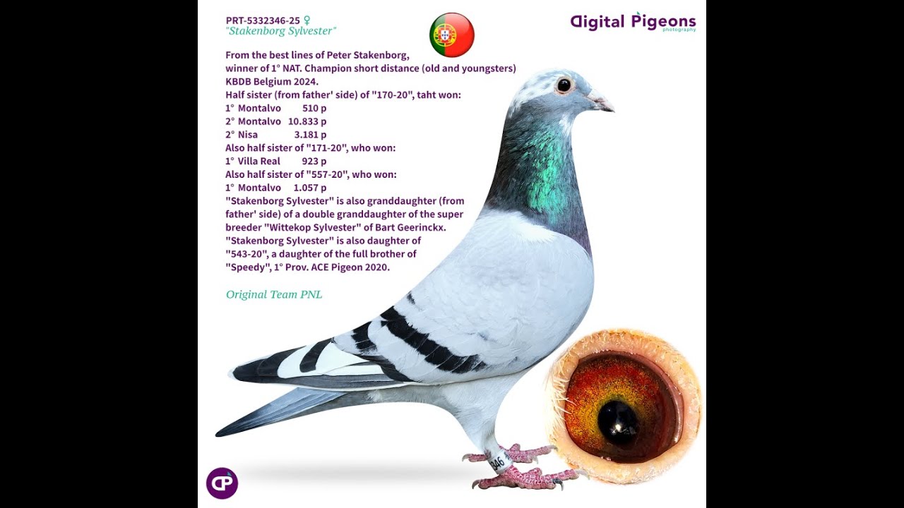 PRT-5332346-25 - STAKENBORG SYLVESTER - TEAM PNL - DIGITAL PIGEONS ...